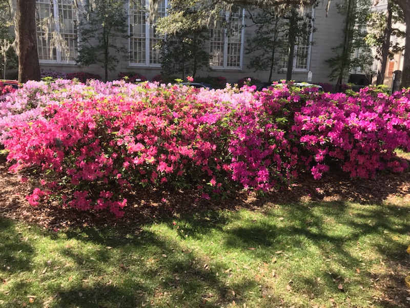 Yogis in 1st Week of Spring