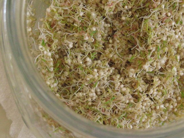 Sprouting: Quinoa & Mung Bean